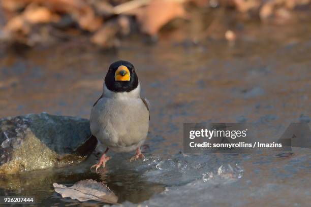Yellow Grosbeak Photos And Premium High Res Pictures Getty Images