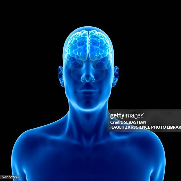 Brain Illustration And Front View High Res Illustrations - Getty Images Brain Illustration And Front View High Res Illustrations - Getty Images