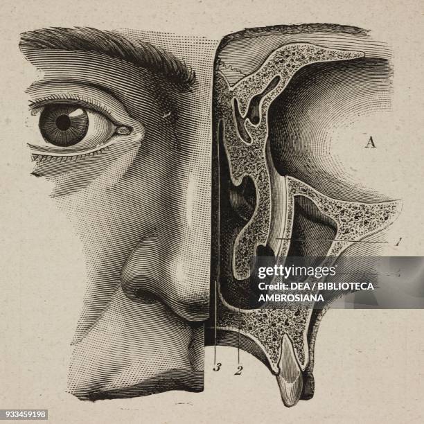 Nasal Passage Anatomy Photos And Premium High Res Pictures Getty Images