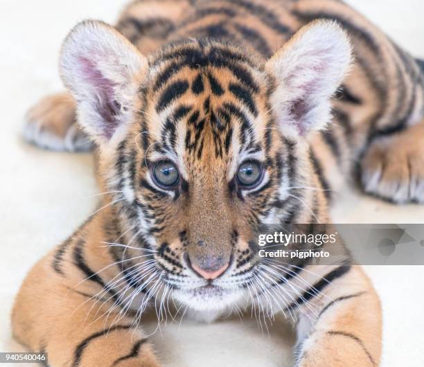 0+ What is a tiger cub in god of high school Images, Pictures JPG HD ...