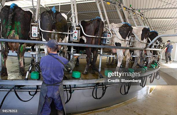 Hooked Cow Photos And Premium High Res Pictures Getty Images