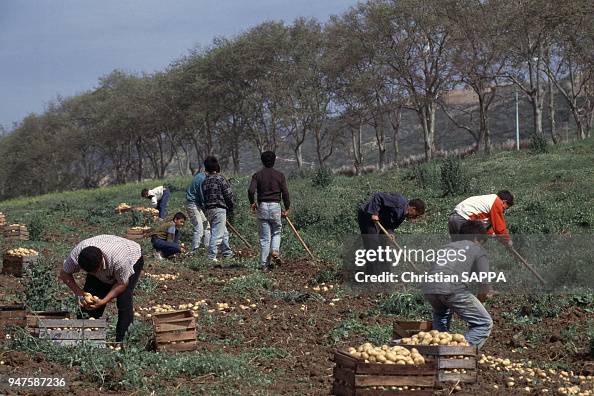 Récolte des pommes de terre dans la région de Cherchell, Algérie. News ... Récolte des pommes de terre dans la région de Cherchell, Algérie. News ...