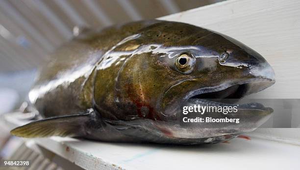 Shasta River Photos And Premium High Res Pictures Getty Images