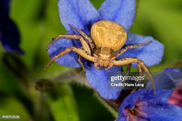 Crab Looking Spider Photos and Premium High Res Pictures - Getty Images Crab Looking Spider Photos and Premium High Res Pictures - Getty Images
