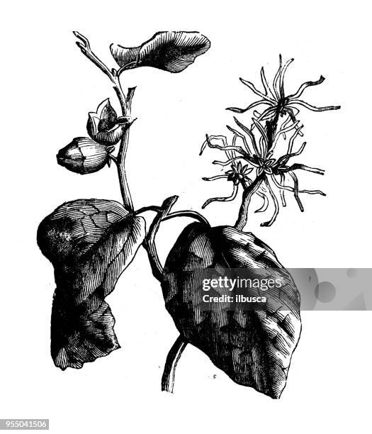 Witch Tree Photos And Premium High Res Pictures Getty Images