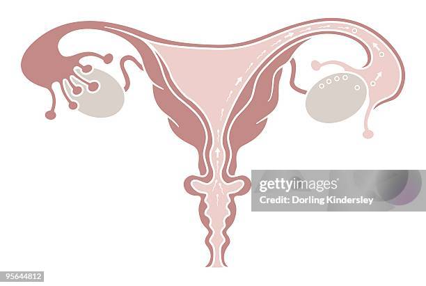 Cross Section Egg High Res Illustrations Getty Images