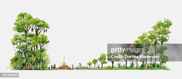 24 Regenwald Abholzung High Res Illustrations - Getty Images 24 Regenwald Abholzung High Res Illustrations - Getty Images
