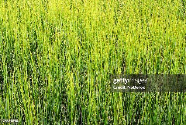 Essential Bermuda Grass Care Tips from South Carolina Experts