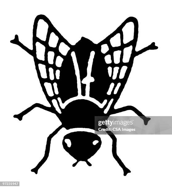 Insect High Res Vector Graphic Getty Images