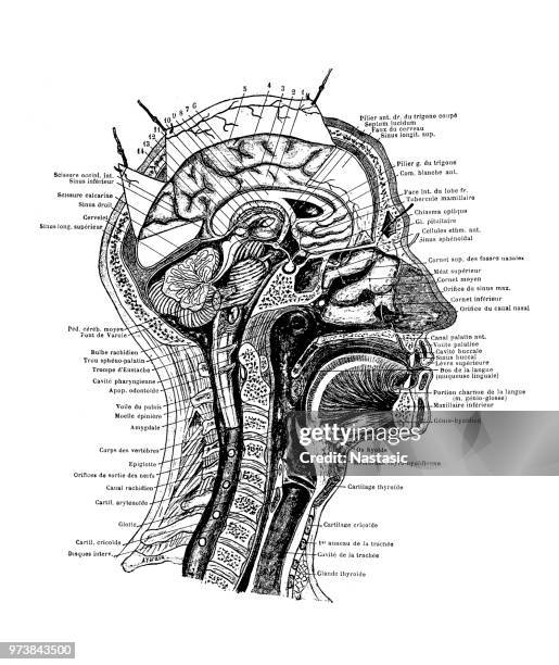 583 Cross Section Of Spinal Cord Drawing Stock Photos, High-Res ... 583 Cross Section Of Spinal Cord Drawing Stock Photos, High-Res ...