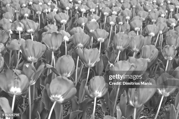 Sleeping Beauties Photos And Premium High Res Pictures Getty Images