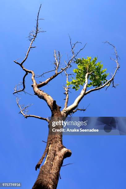 Dead Vs Alive Plant Photos And Premium High Res Pictures Getty Images