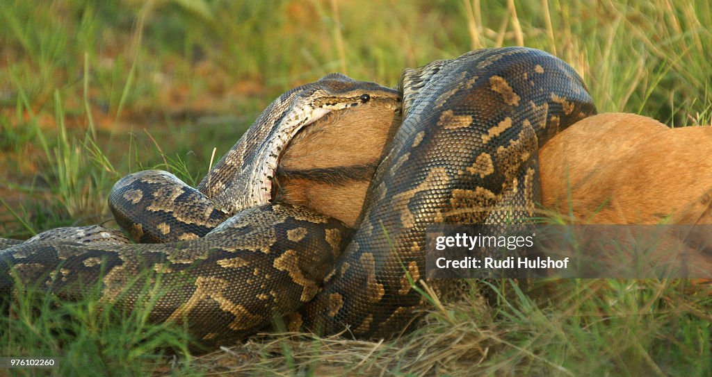 A Python Wrapped Around A Dead Animal Foto de stock - Getty Images A Python Wrapped Around A Dead Animal Foto de stock - Getty Images