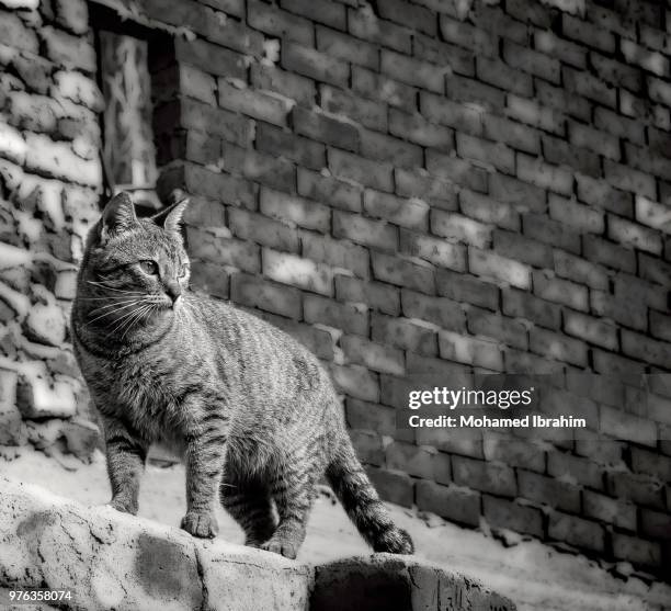 852 Egyptian Ibrahim Mohamed Stock Photos, High-Res Pictures, and ... 852 Egyptian Ibrahim Mohamed Stock Photos, High-Res Pictures, and ...