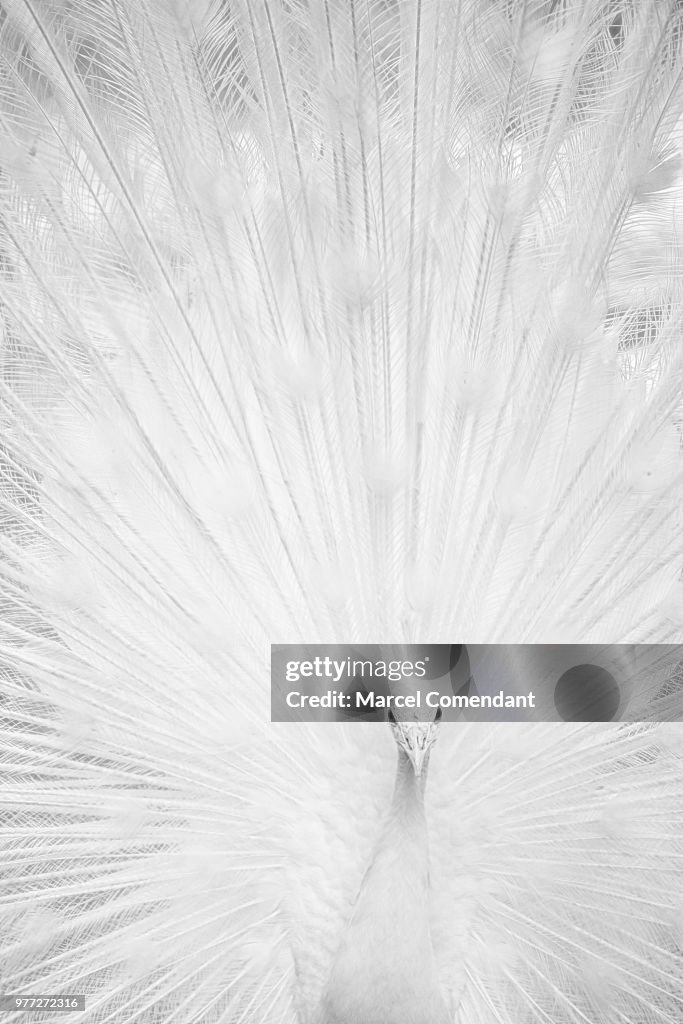 White Peacock Posters Art Prints Wall Murals 250 000 Motifs