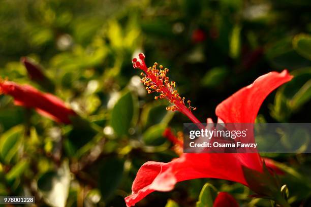 Weak Signal Photos and Premium High Res Pictures - Getty Images Weak Signal Photos and Premium High Res Pictures - Getty Images