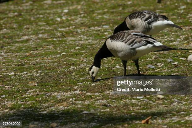 Barnacle Bill Photos And Premium High Res Pictures Getty Images