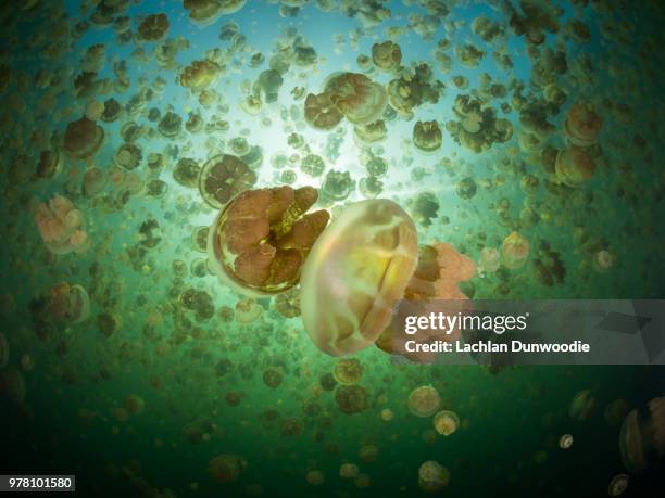 52 Jellyfish Swarm Stock Photos, High-Res Pictures, and Images - Getty ... 52 Jellyfish Swarm Stock Photos, High-Res Pictures, and Images - Getty ...