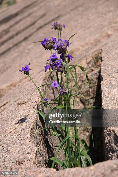 Tradescantia Epidermis Photos And Premium High Res Pictures Getty Images