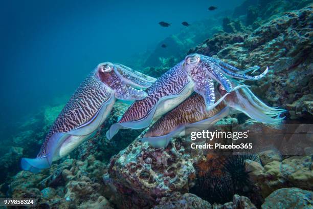 Underwater image of Pharoah Cuttlefish (Sepia) Cephalopods mating ...