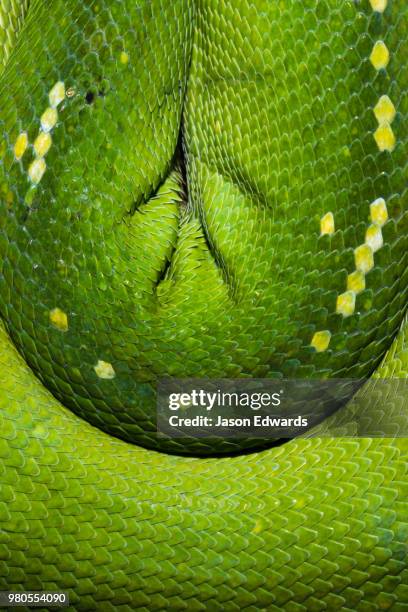 Jungle Girl Python