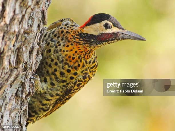 Northern Flickers Photos and Premium High Res Pictures - Getty Images Northern Flickers Photos and Premium High Res Pictures - Getty Images
