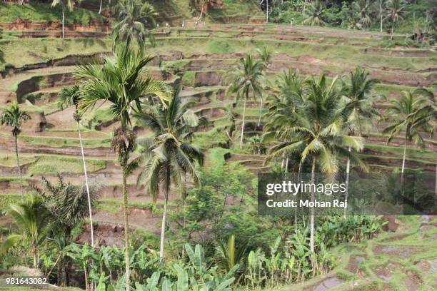 200 Mohan Raj Stock Photos, High-Res Pictures, and Images - Getty Images 200 Mohan Raj Stock Photos, High-Res Pictures, and Images - Getty Images