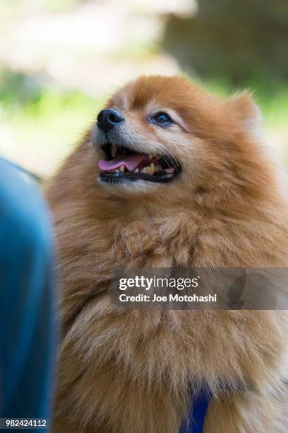 193 Japanese Spitz Puppy Stock Photos, High-Res Pictures, and Images ... 193 Japanese Spitz Puppy Stock Photos, High-Res Pictures, and Images ...