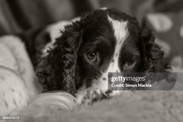 Lola Sweet Photos And Premium High Res Pictures Getty Images