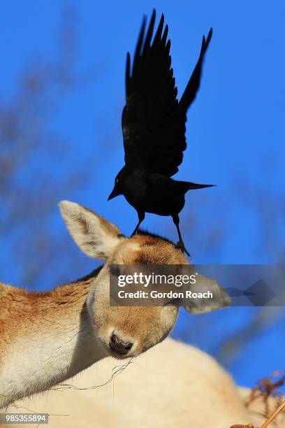 Linda Gordon Fotografías E Imágenes De Stock Getty Images