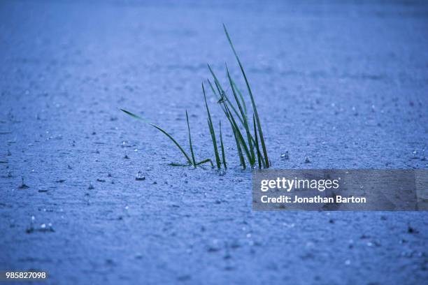Bermuda Grass Images Photos And Premium High Res Pictures Getty Images