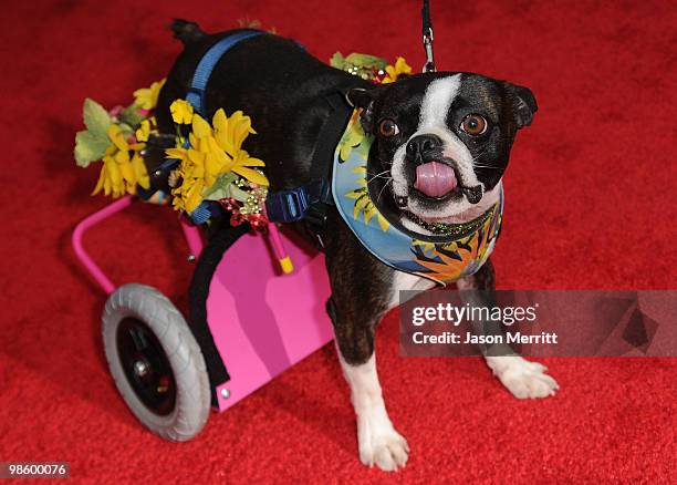 Nubbins Photos Et Images De Collection Getty Images