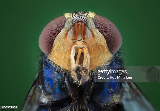 Bug Eye View Photos And Premium High Res Pictures Getty Images