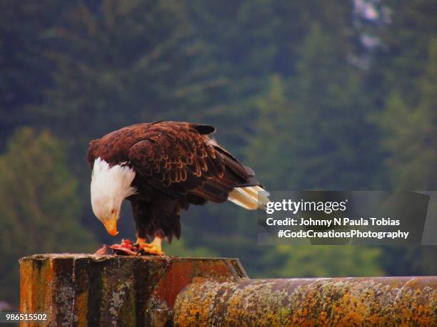 635 Johnny Hunt Stock Photos, High-Res Pictures, and Images - Getty Images 635 Johnny Hunt Stock Photos, High-Res Pictures, and Images - Getty Images