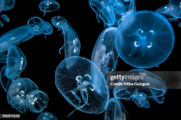 52 Jellyfish Swarm Stock Photos, High-Res Pictures, and Images - Getty ... 52 Jellyfish Swarm Stock Photos, High-Res Pictures, and Images - Getty ...
