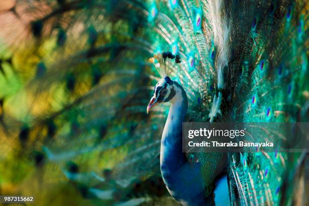 Pied Blue Fotografías E Imágenes De Stock Getty Images