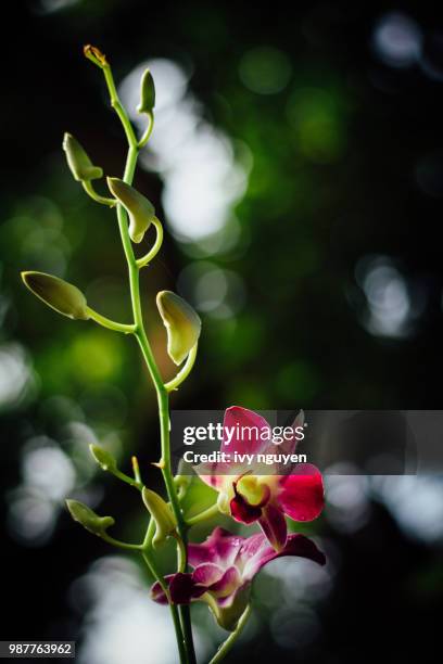 44 Ivy Nguyen Stock Photos, High-Res Pictures, and Images - Getty Images 44 Ivy Nguyen Stock Photos, High-Res Pictures, and Images - Getty Images
