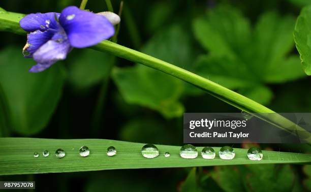 Taylor Rain Photos And Premium High Res Pictures Getty Images