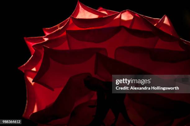 Alexandra Rose Day Photos And Premium High Res Pictures Getty Images