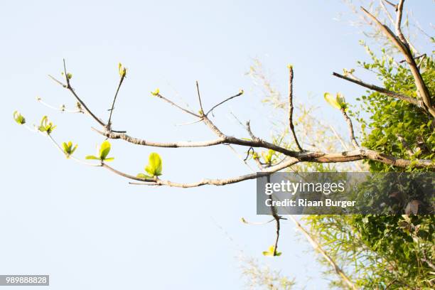 121 Tree Branching Out Stock Photos, High-Res Pictures, and Images ... 121 Tree Branching Out Stock Photos, High-Res Pictures, and Images ...