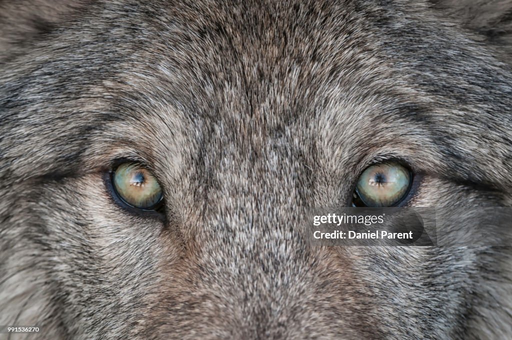 Wolf Stare Down High-res Stock Photo - Getty Images
