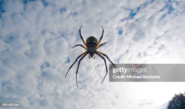 Writing Spider Photos And Premium High Res Pictures Getty Images