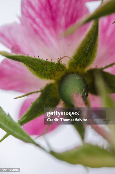Bug Eye View Photos And Premium High Res Pictures Getty Images