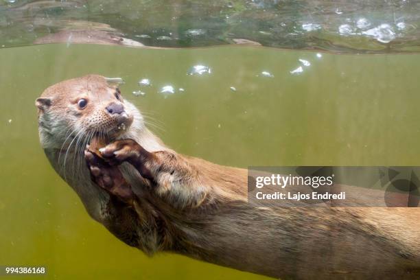 126 Happy Otters Stock Photos, High-Res Pictures, and Images - Getty Images 126 Happy Otters Stock Photos, High-Res Pictures, and Images - Getty Images
