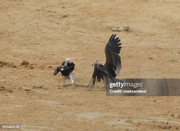Gyps Africanus Photos And Premium High Res Pictures Getty Images