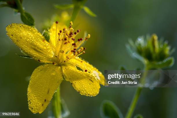 Lily Jan Photos And Premium High Res Pictures Getty Images