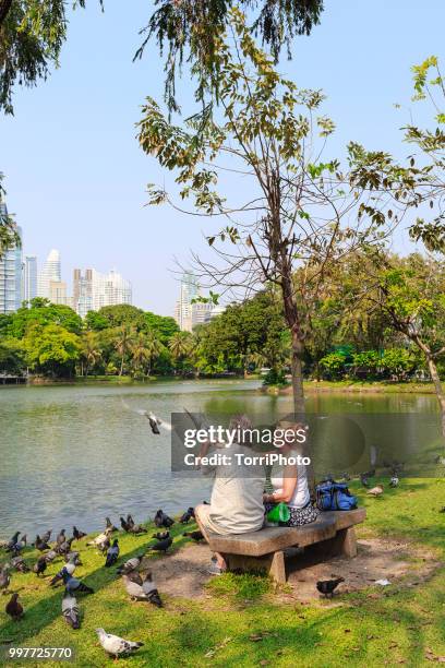 357 Old Woman Feeding Birds Stock Photos, High-Res Pictures, and Images ... 357 Old Woman Feeding Birds Stock Photos, High-Res Pictures, and Images ...