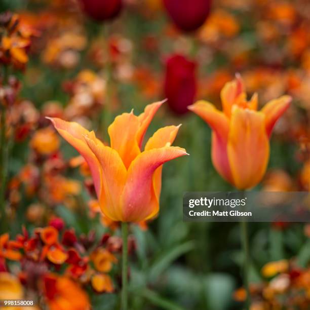Yellow Flowe Photos And Premium High Res Pictures Getty Images