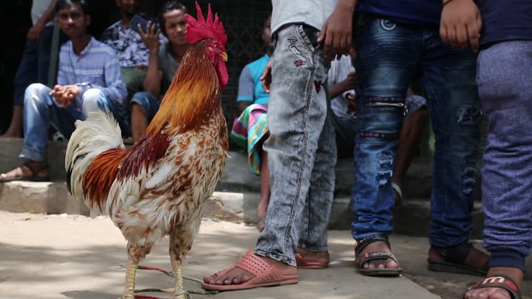 175 Cock Fighting Stock Videos Footage And 4k Video Clips Getty Images