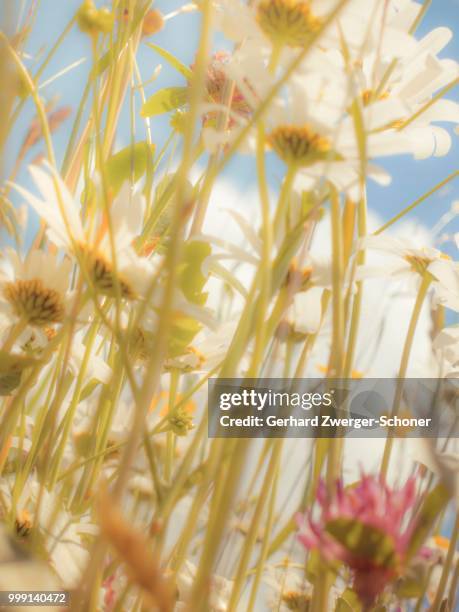 Different Types Of Daisies Photos and Premium High Res Pictures - Getty ... Different Types Of Daisies Photos and Premium High Res Pictures - Getty ...